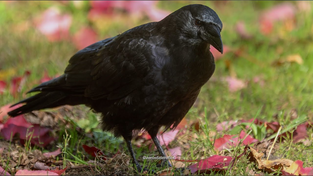 Walking Around in Fall Leaves Crow - YouTube