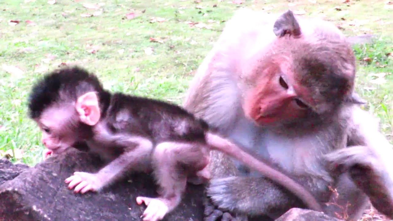 "Adorable Baby Monkey Tries to Make Friends and Melt Our Hearts! 🌟🥺🐒 ...