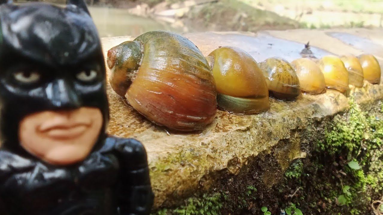 Batman hunting found animals, batman, golden Snails, keong mas, bekicot ...