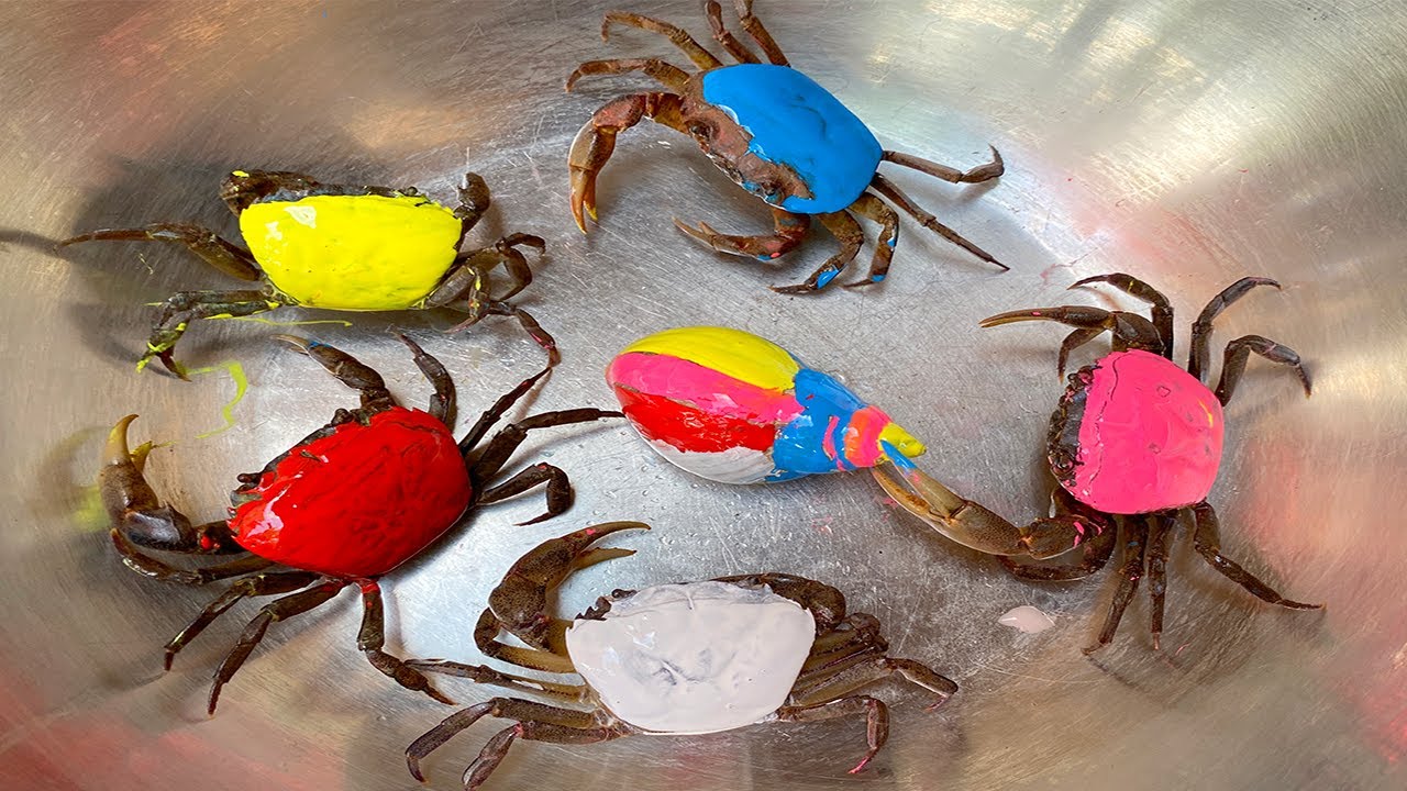 Kem Ốc và cua Chanel ra vườn bắt các con vật màu sắc, con cua, crab ...