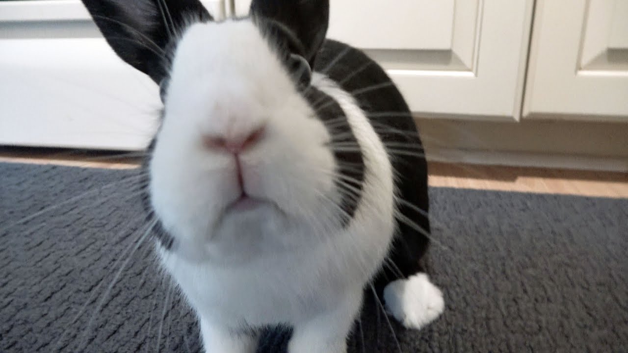 Rabbit eating second breakfast - YouTube