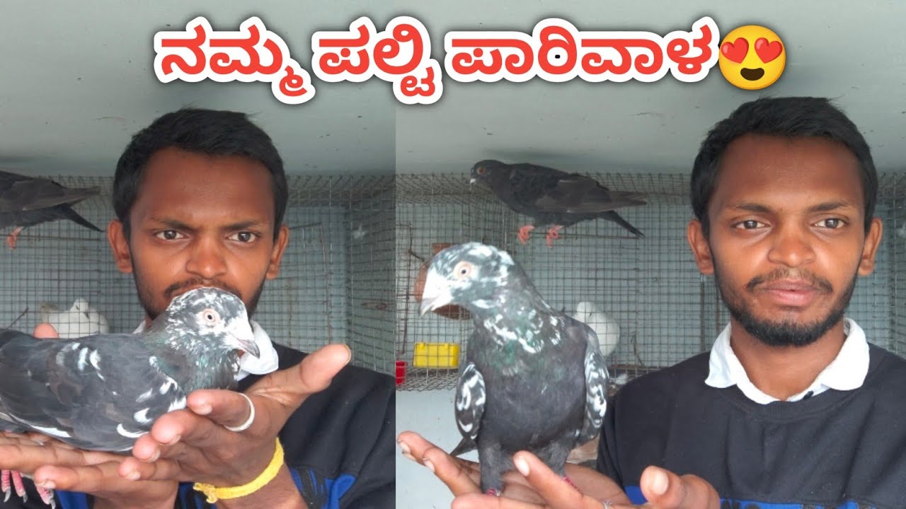 ನಮ್ಮ ಪಲ್ಟಿ ಪಾರಿವಾಳ😍 #ಪಾರಿವಾಳ #pigeon #parivala #darshanruchith - YouTube