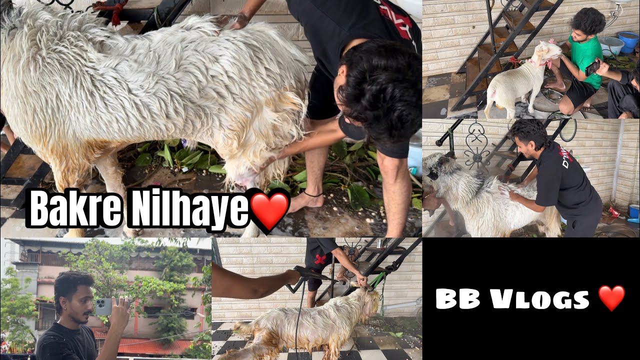 Finally Bakre Nilha Diye😂 ️| Mocambo Bhot Ache Se Nahaya ️| #bbvlog # ...