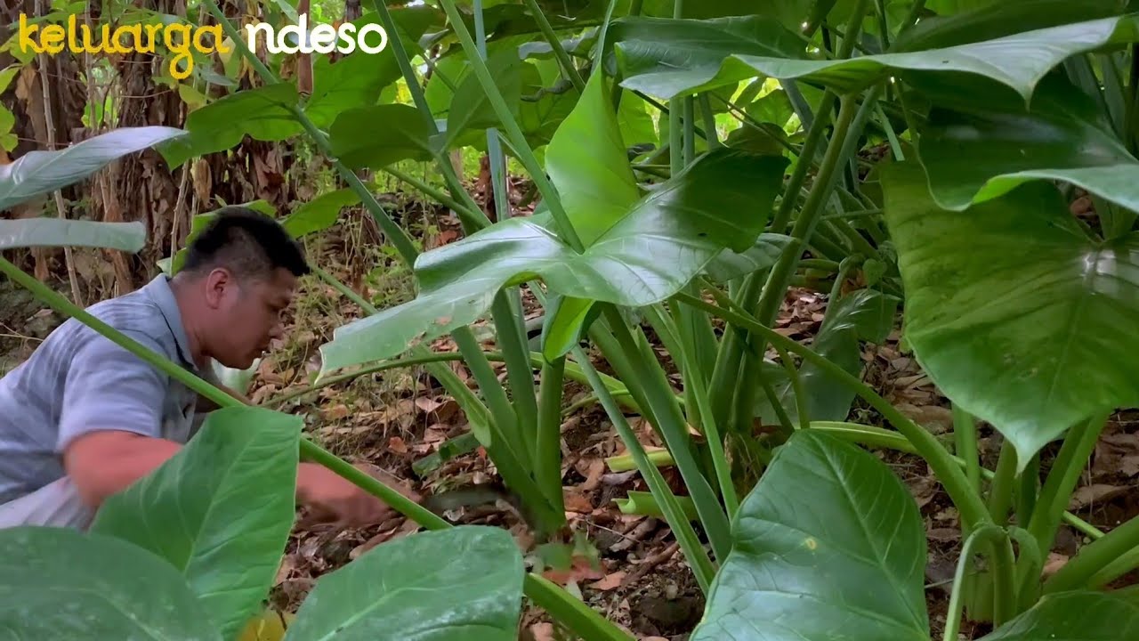 Sayur lodeh mbote,peyek kacang tanah, makan malam bersama keluarga ...