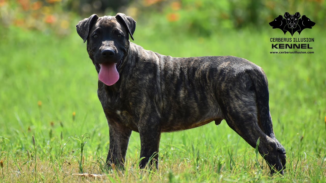 Novice Trick Dog - Stacking (for conformation) - Cimarron Uruguayo from ...