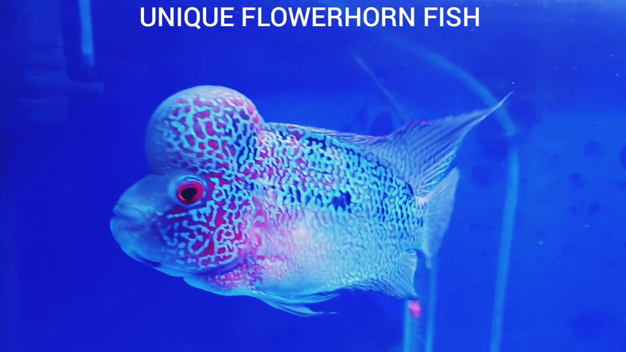 AAA + Quality Magma flowerhorn Fish. - YouTube