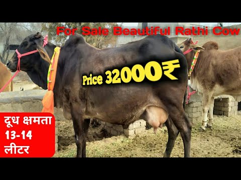 32000₹ Rathi Cow 👈बिल्कुल सस्ते दाम में 13-14 लीटर की गाय Available for ...