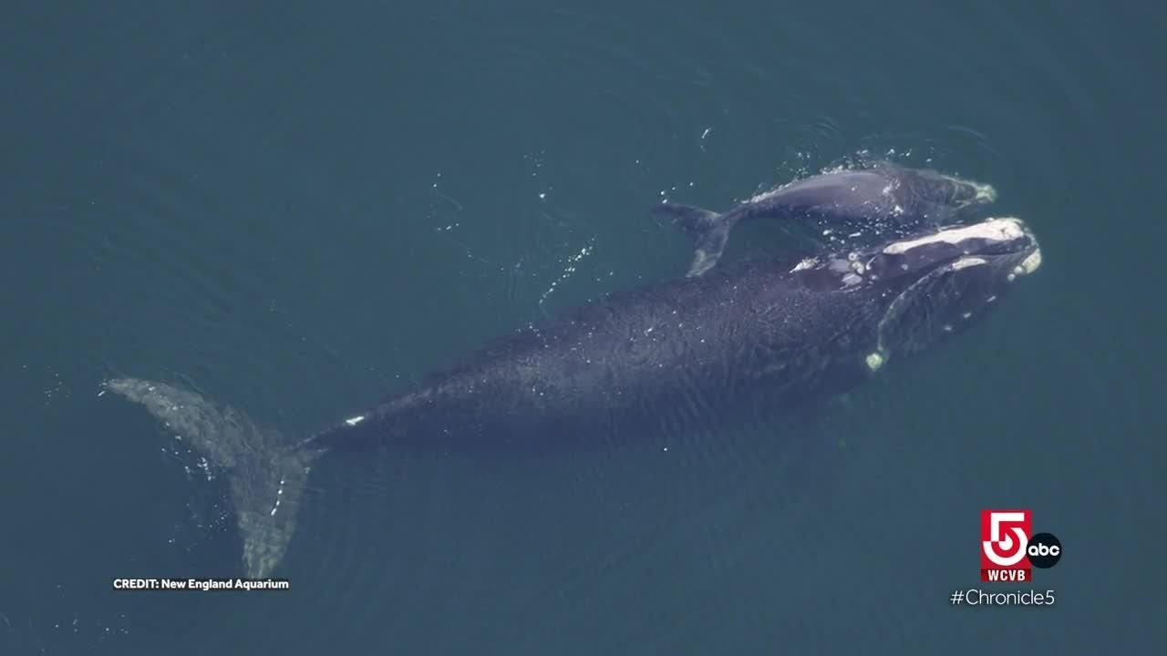 Local scientists learning more about North Atlantic Right Whales - YouTube
