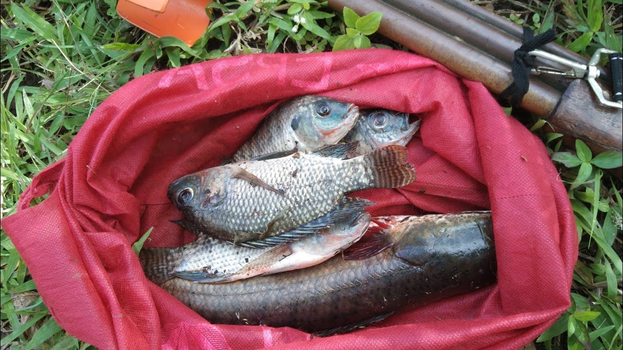 FISHING USING ESTRELLA PARCO FOOTPUMP AIRGUN.. #fishing #airgunph # ...