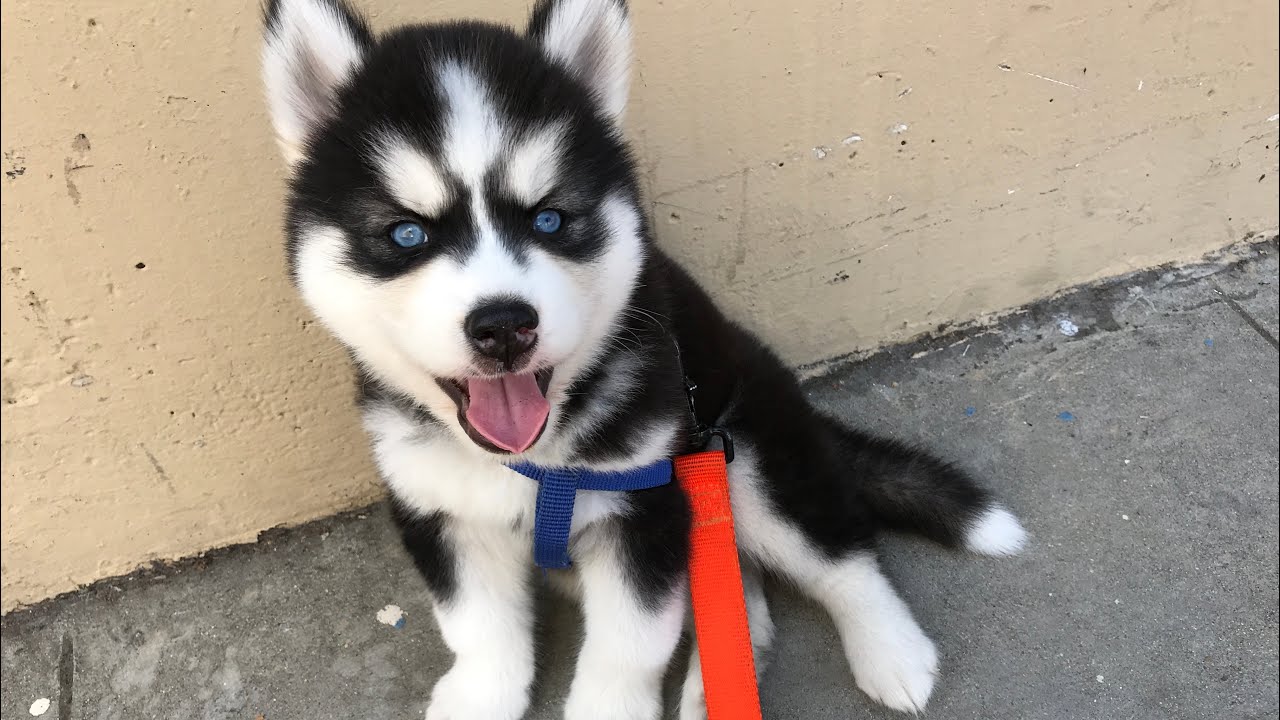 Teaching a 6 Week Old Husky Puppy to Walk on a Leash - YouTube