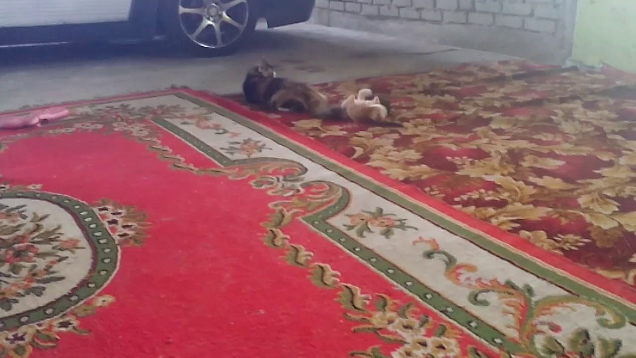 Musang anak angkat kucing - YouTube