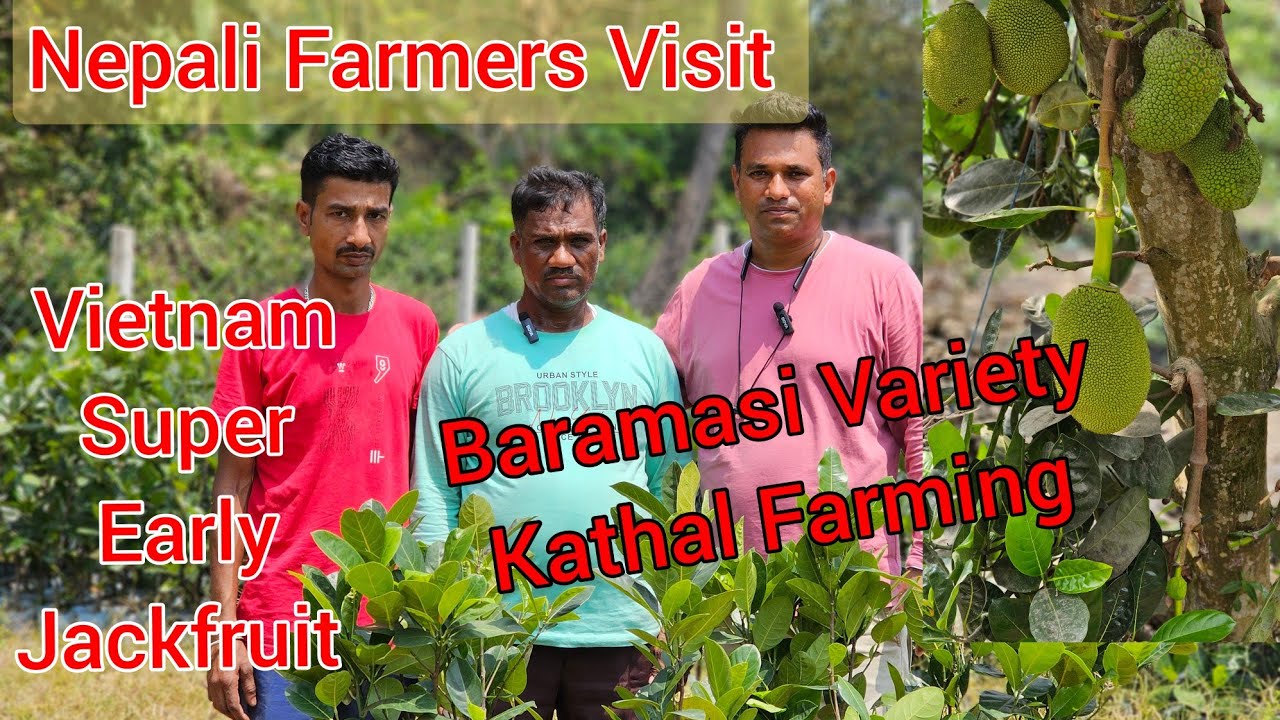 Baramasi Variety Kathal Farming - YouTube