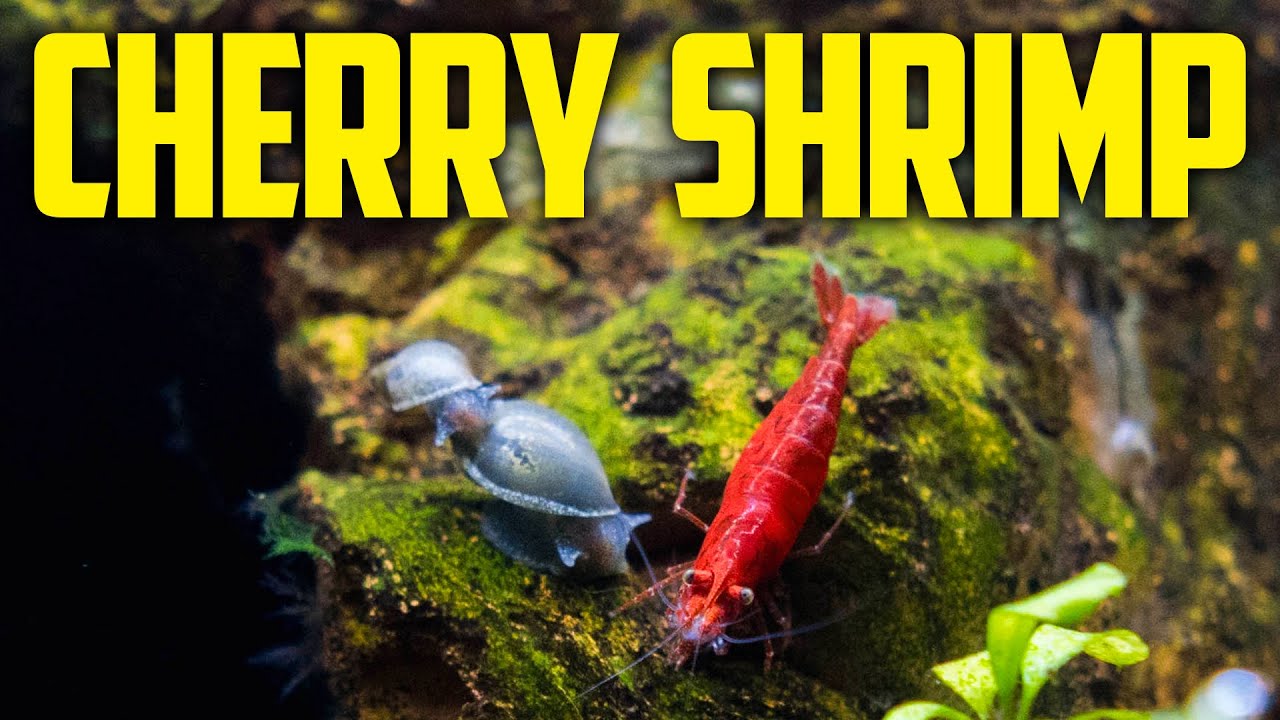Cherry Shrimp Care Guide - Crazy Colorful Shrimp for Beginners - YouTube