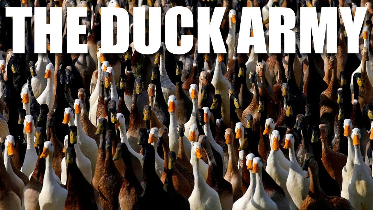 The Duck Army keeps growing at our small farm - YouTube