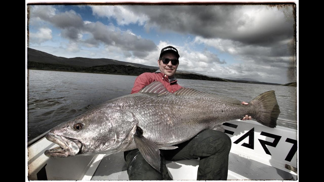 Three Monster Cob/Mulloway in two days: Breede River: Cob "it's a slow ...