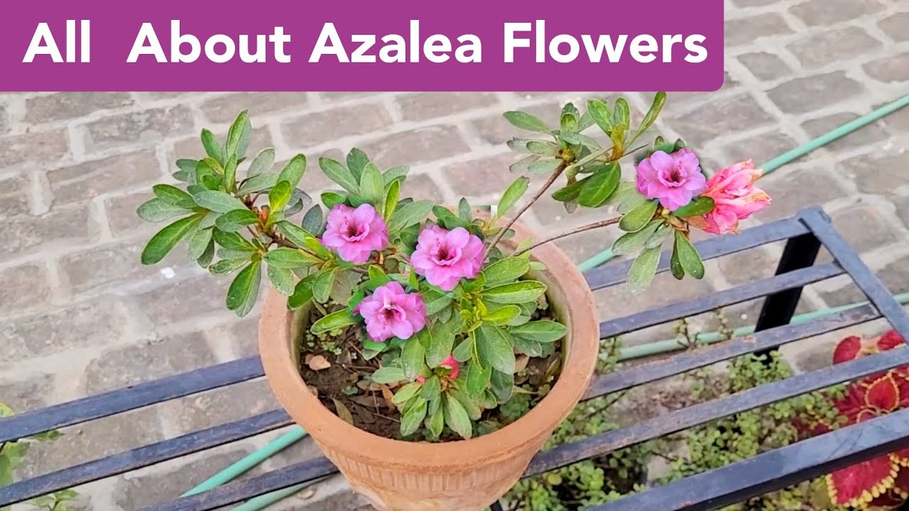 All about Azalea plant care, Azalea plant grow care fertilizer n soil ...