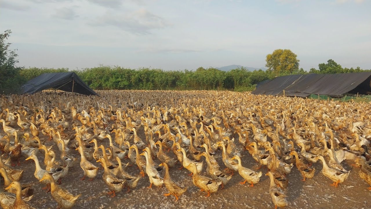 lead 10,000 ducks to the farm - duck farm tv - YouTube