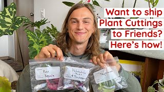 How to Pack Up Plant Cuttings to Ship, Send in the Mail, or Travel