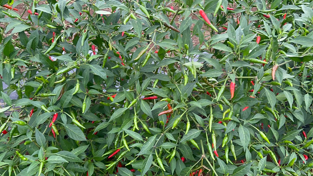 ดูแปลงพริกขี้หนู ไมโครฮอท ศรแดง ดกๆ Update: Micro hot pepper 28/08/2022 ...