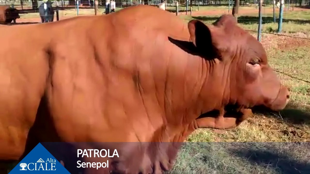 CIALE Alta Toro PATROLA- Senepol - YouTube