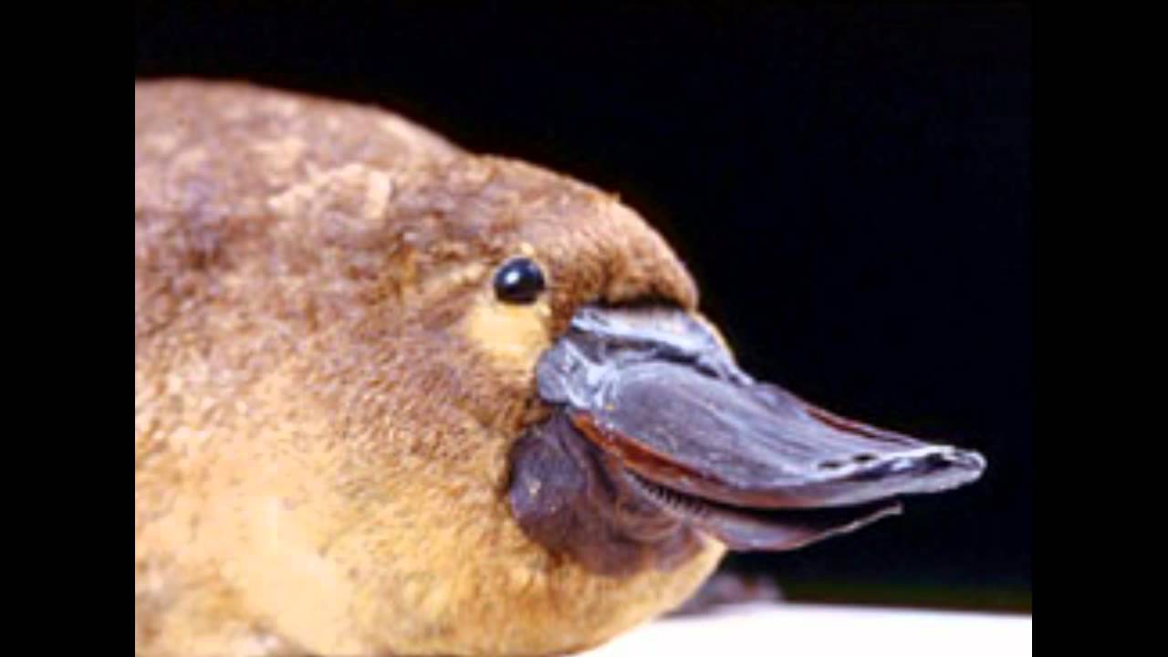 Ornitorinchi - YouTube