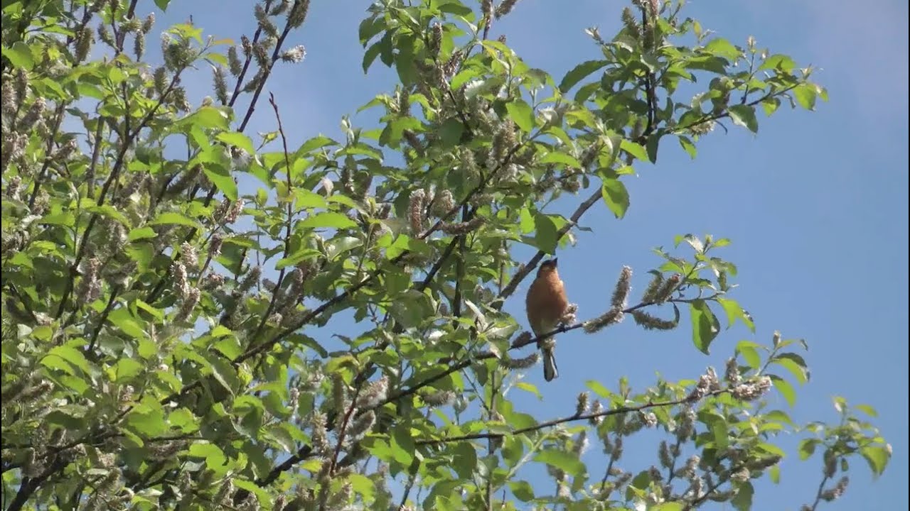 BIRD PARADISE AT RSPB HAYLE ESTUARY NATURE RESERVE - YouTube
