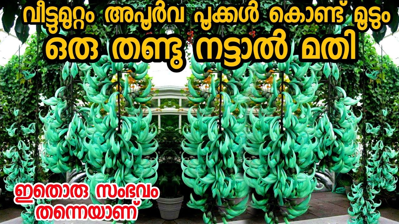 വീട്ടുമുറ്റം പൂക്കൾ കൊണ്ടു മൂടും ഒരു കഷ്ണം വള്ളി നട്ടാൽ|poochedigal ...