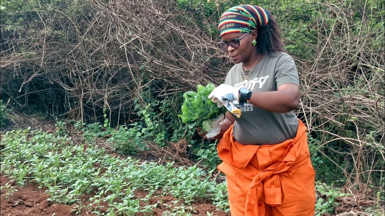 QUEEN FARMER👨‍🌾// CHASING THE SHORT RAINS☔☔// AMAZING/AMAZING/ COME AND ...