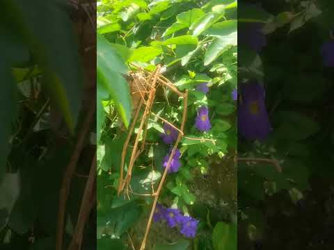 neelkanth flower - YouTube
