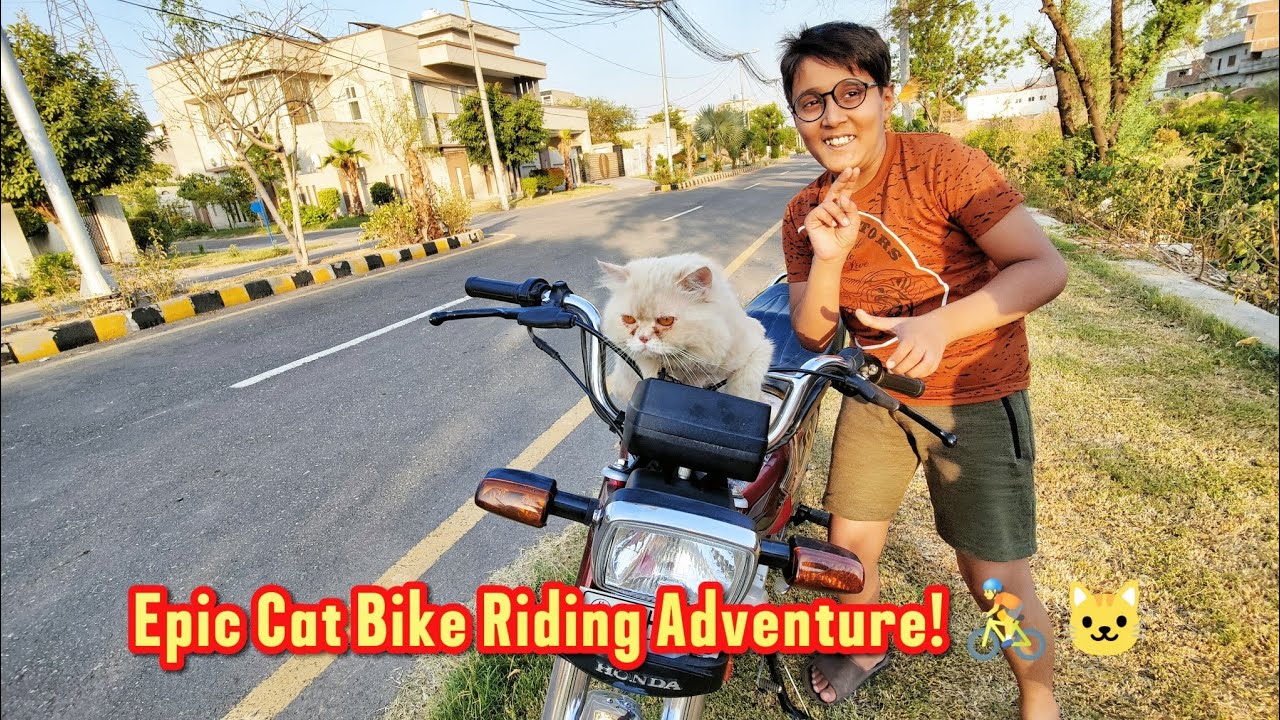Epic Cat Bike Riding Adventure! 🚴🐱 - YouTube