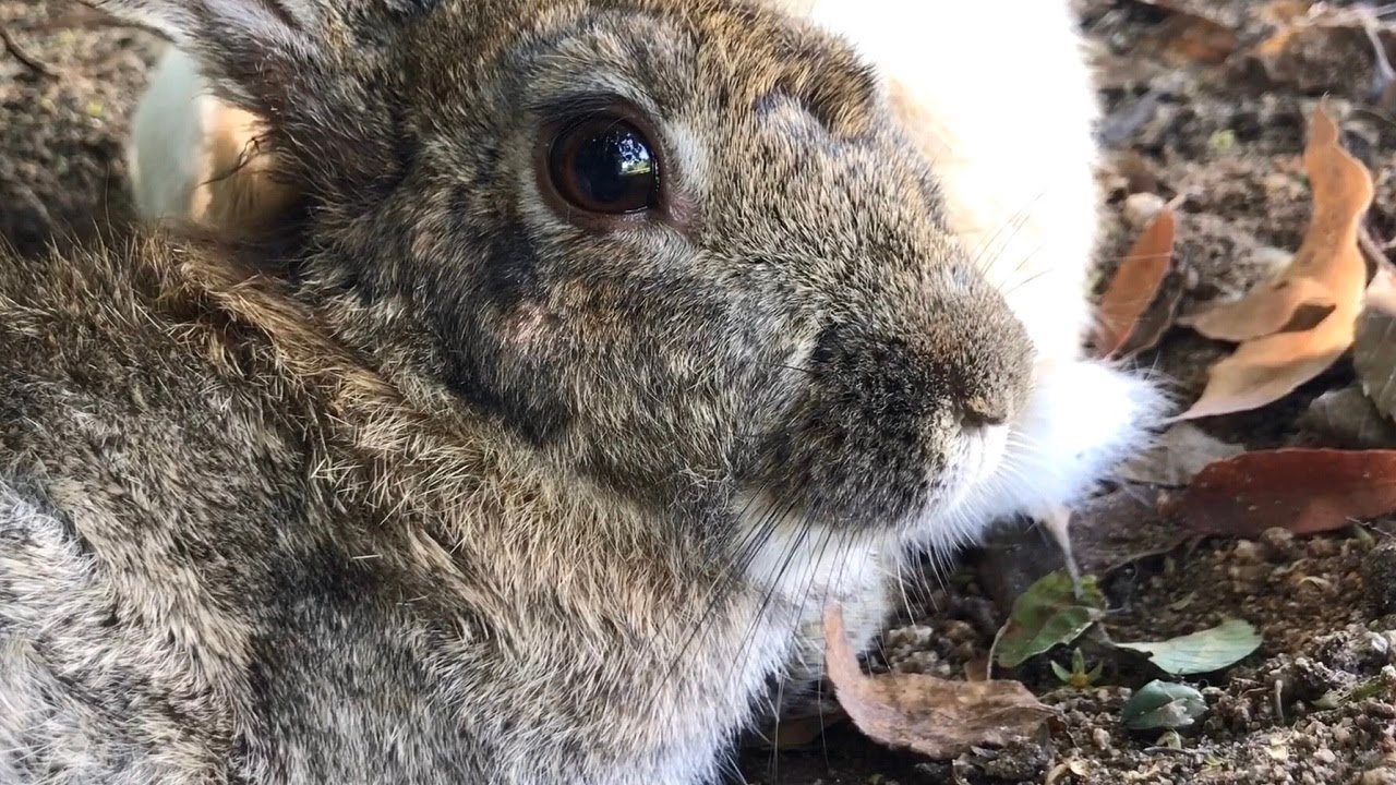 Very relaxed rabbit - YouTube