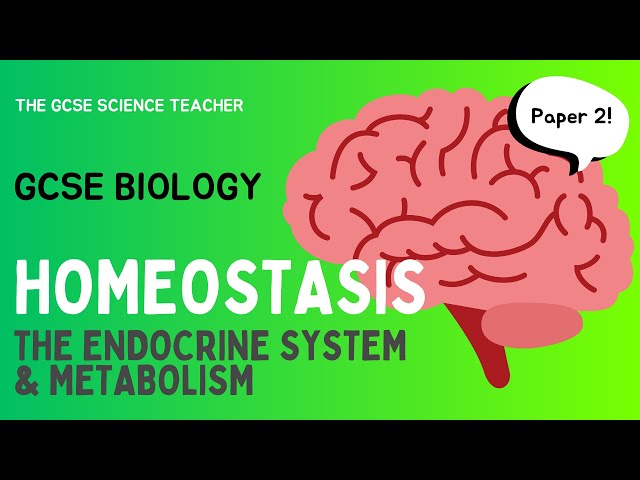 Homeostasis Gcse