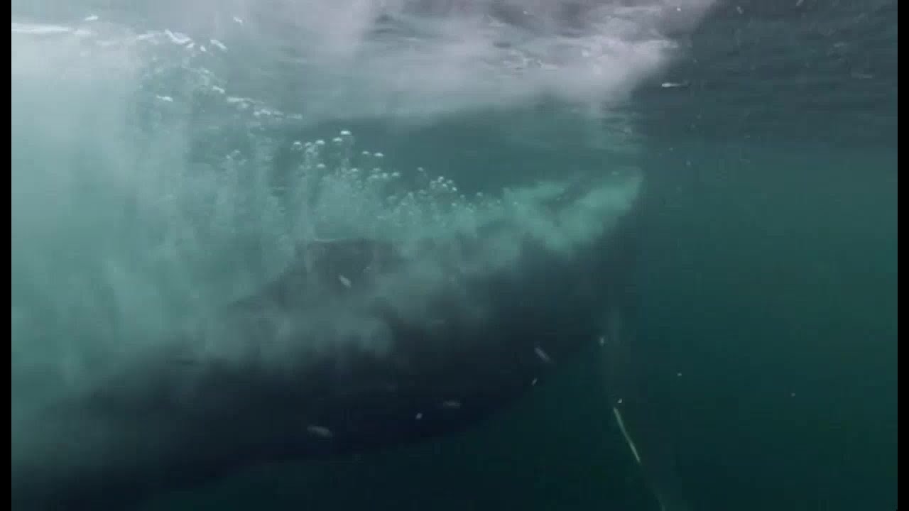 Natures Great Events 6of6 The Great Feast - YouTube