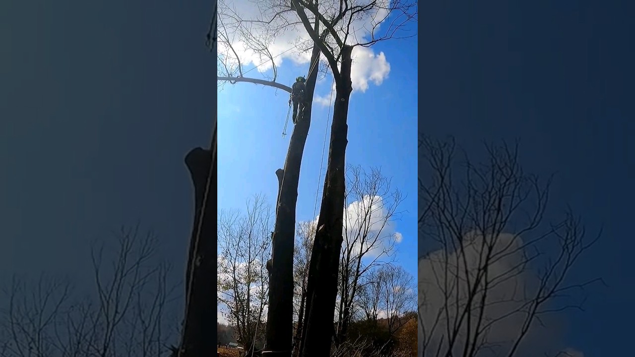 sometimes-you-gotta-hop-out-of-the-way-treelife-shorts-arborist
