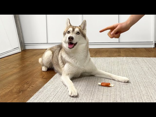 Are Huskies Okay Alone For A Day With Another Dog
