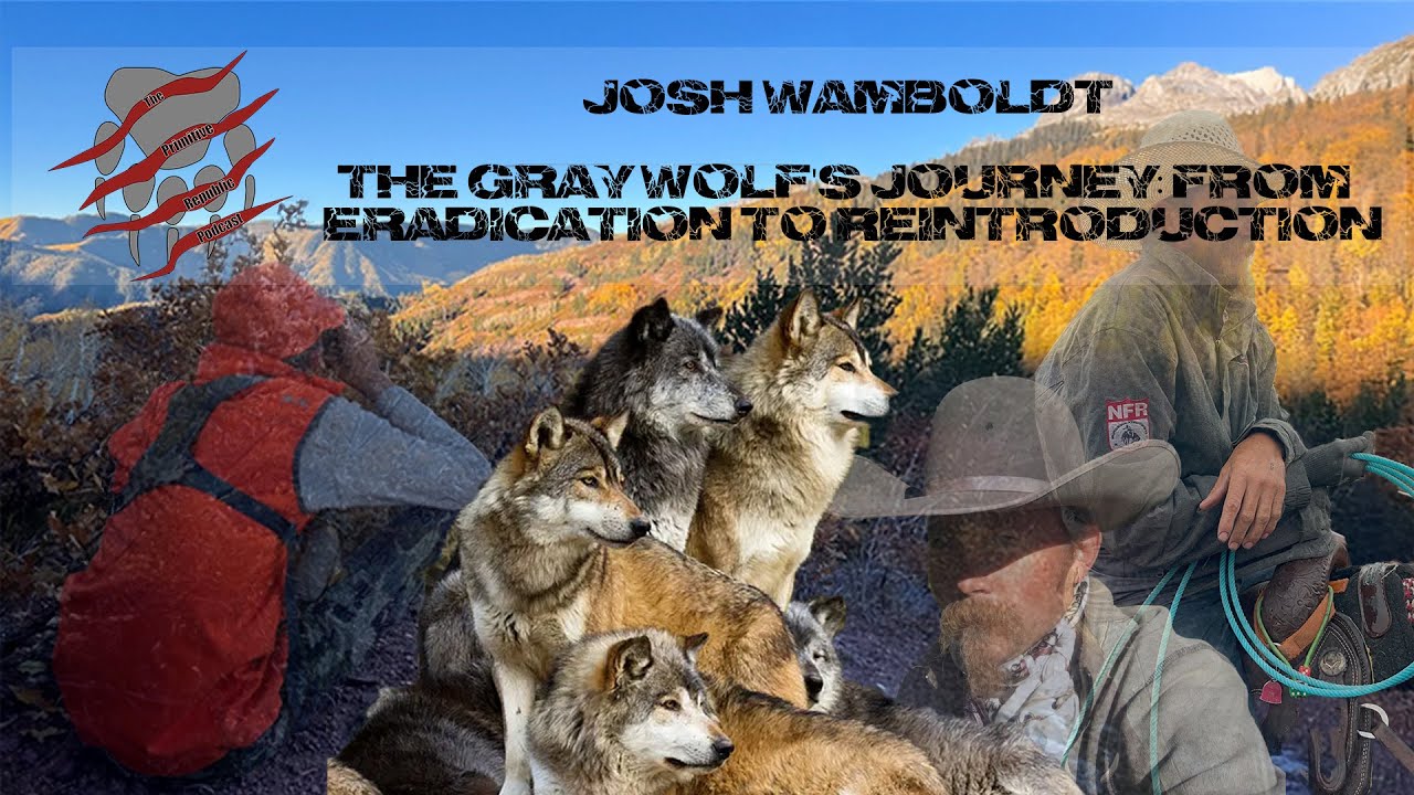 The Gray Wolf's Journey: From Eradication to Reintroduction with Josh ...