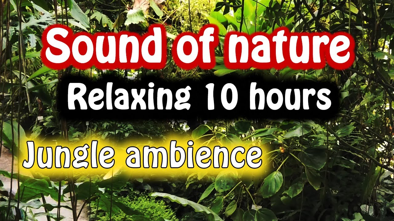 Jungle Sounds And Relaxing Tropical Rainforest Nature Sound Singing