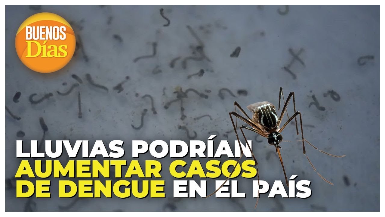 Lluvias podrían aumentar Casos de Dengue en Venezuela - Patricia ...
