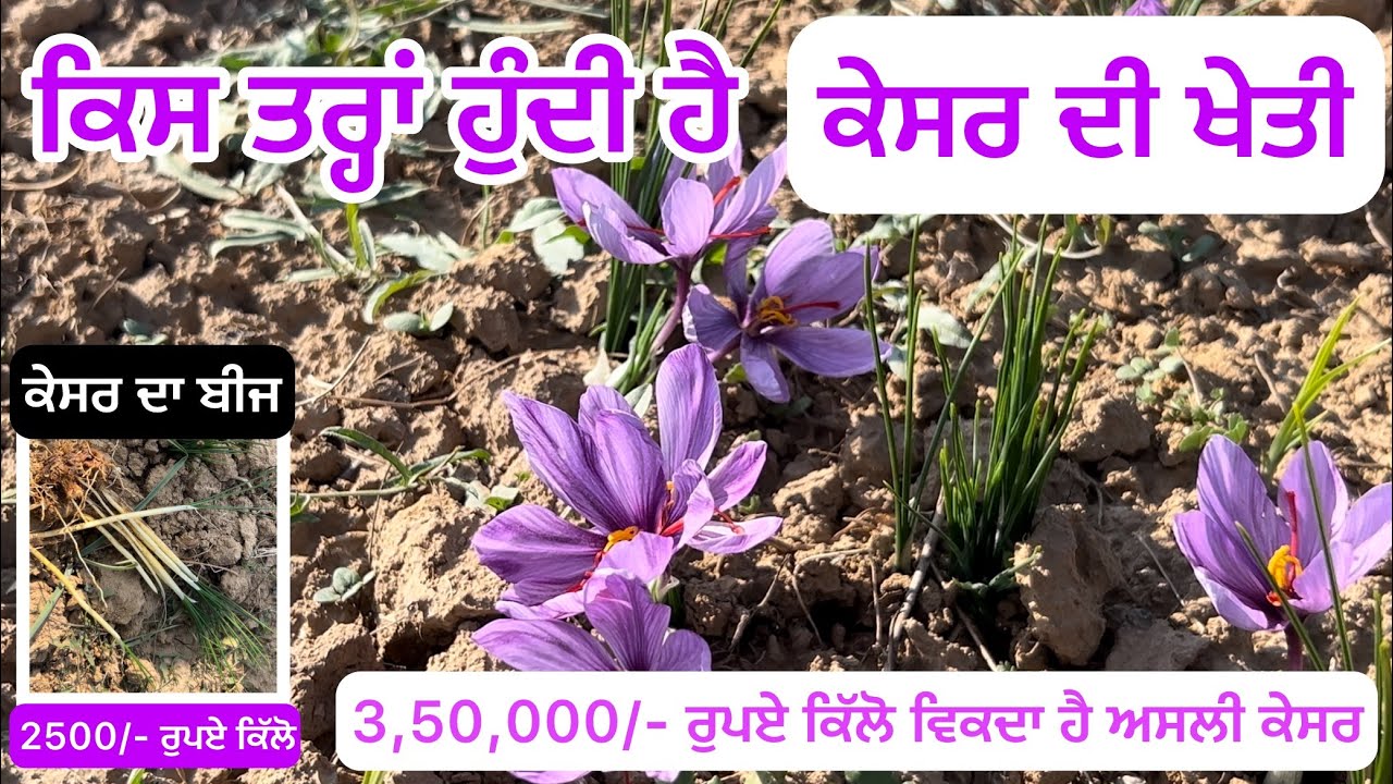 Buy Saffron Seeds and best Kesar directly from the farm | Grow Saffron ...
