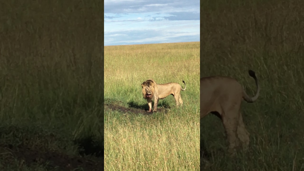 Lion digging for warthog in Maasai Mara - YouTube