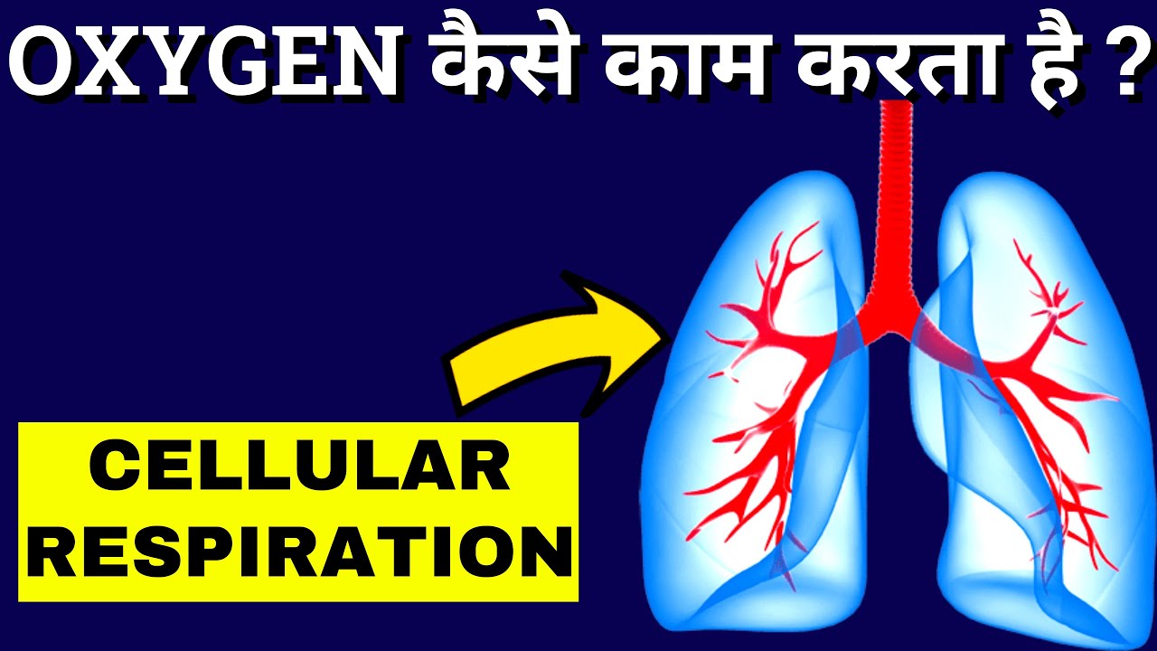 How Oxygen Works In Our Body | Oxygen In Body | Cellular Respiration ...