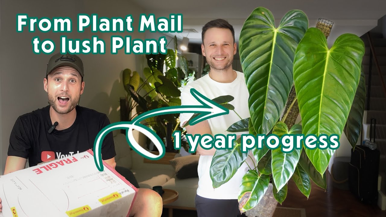 I RECEIVED PLANT MAIL - NOW WHAT? - Plant onboarding & 1 year update ...