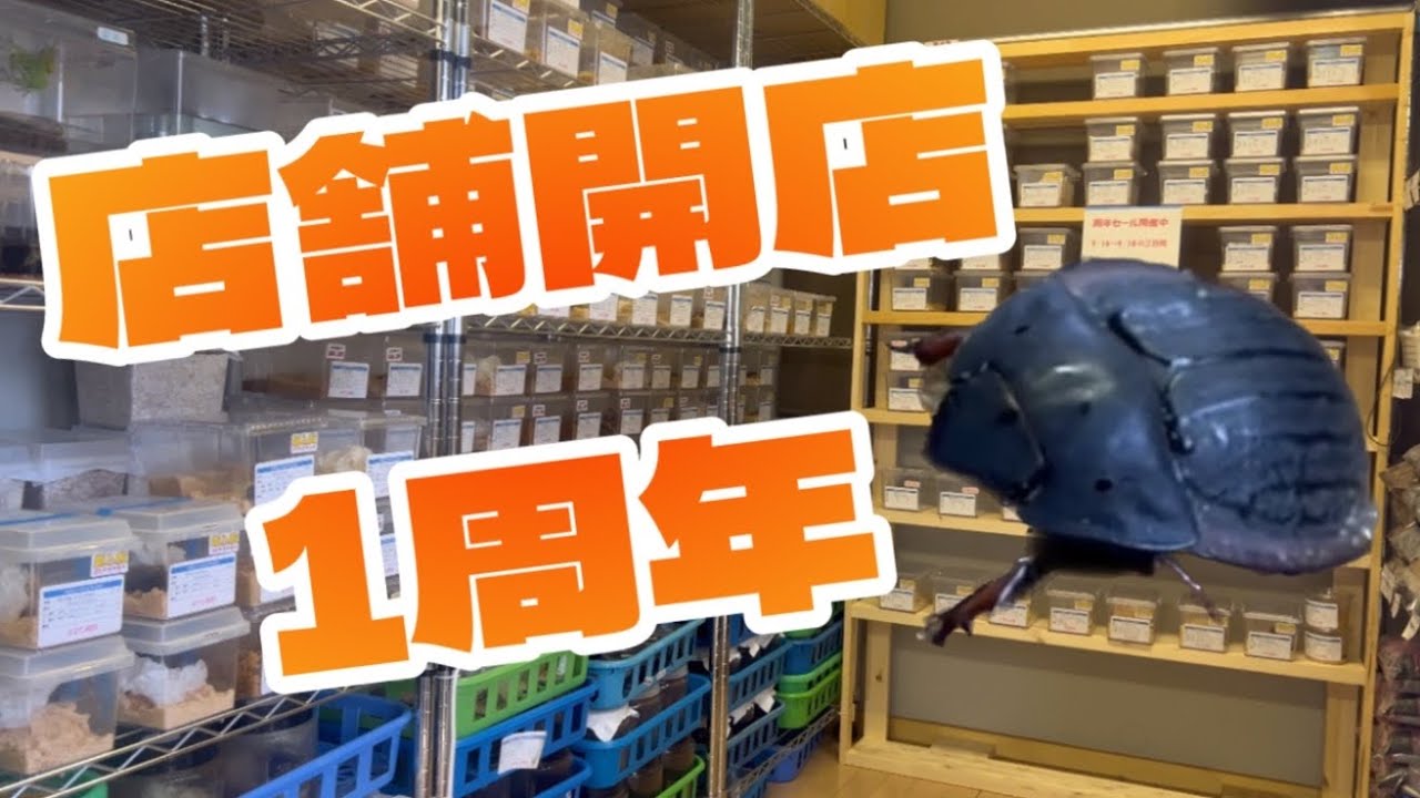 【INSECT SHOP 美咲】店舗開店1周年記念！ - YouTube