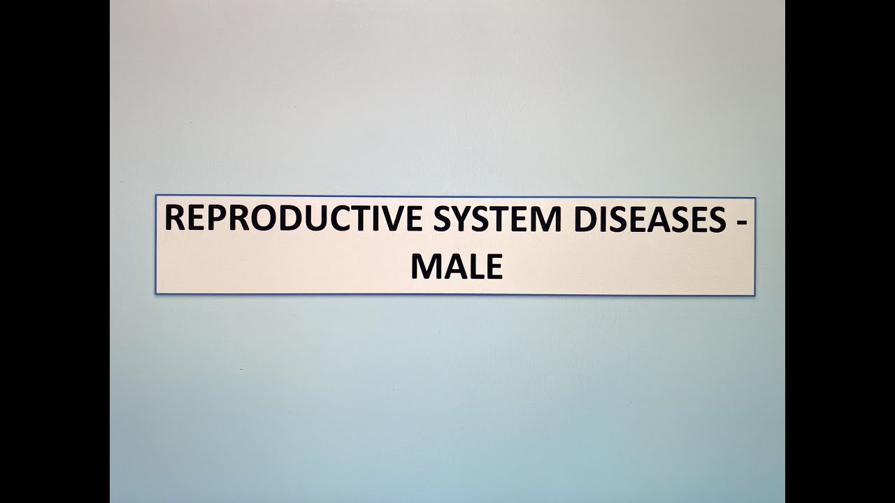 Male Reproductive System Diseases #reproductive system #disease - YouTube