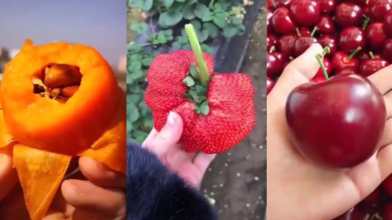 🍎Farm Fresh Fruit Satisfying🥝 | Tik Tok | wah buah ini sangat besar dan ...