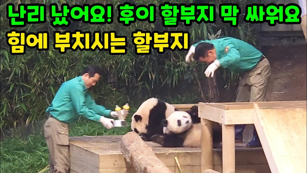 후이 할부지 막 싸워요 에버랜드 판다월드 루이바오 후이바오 강바오 송바오 Youtube