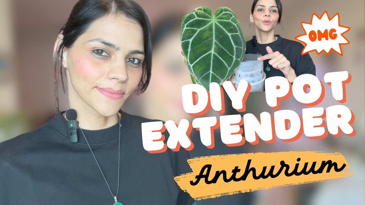 Easy DIY Pot Extender for Bigger, Healthier Anthuriums 🌿 Simple ...