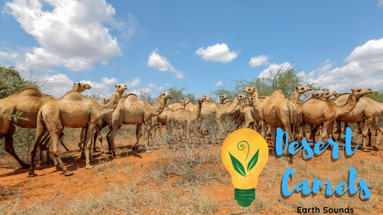 Sound of Desert Camels, Animal Lovers, Nature Sounds - YouTube