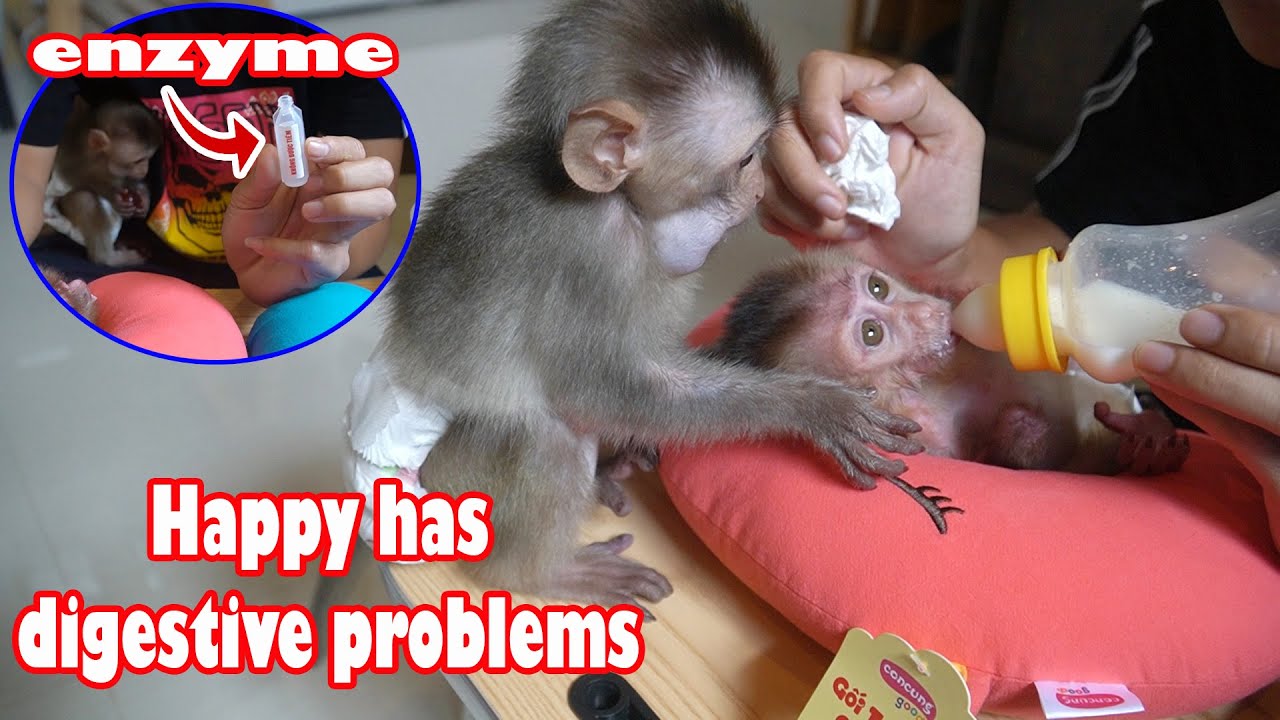 Monitoring and digestive treatment for Baby monkey Happy | Monkey KiKi ...