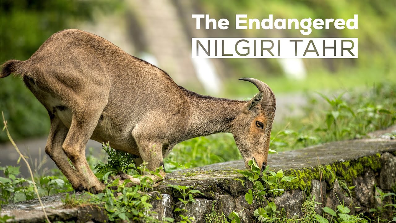 Nilgiri Tahr